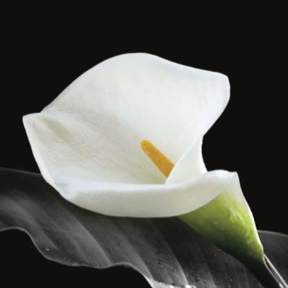 Death Notice of Omar Cowan (Rush, Dublin) | rip.ie