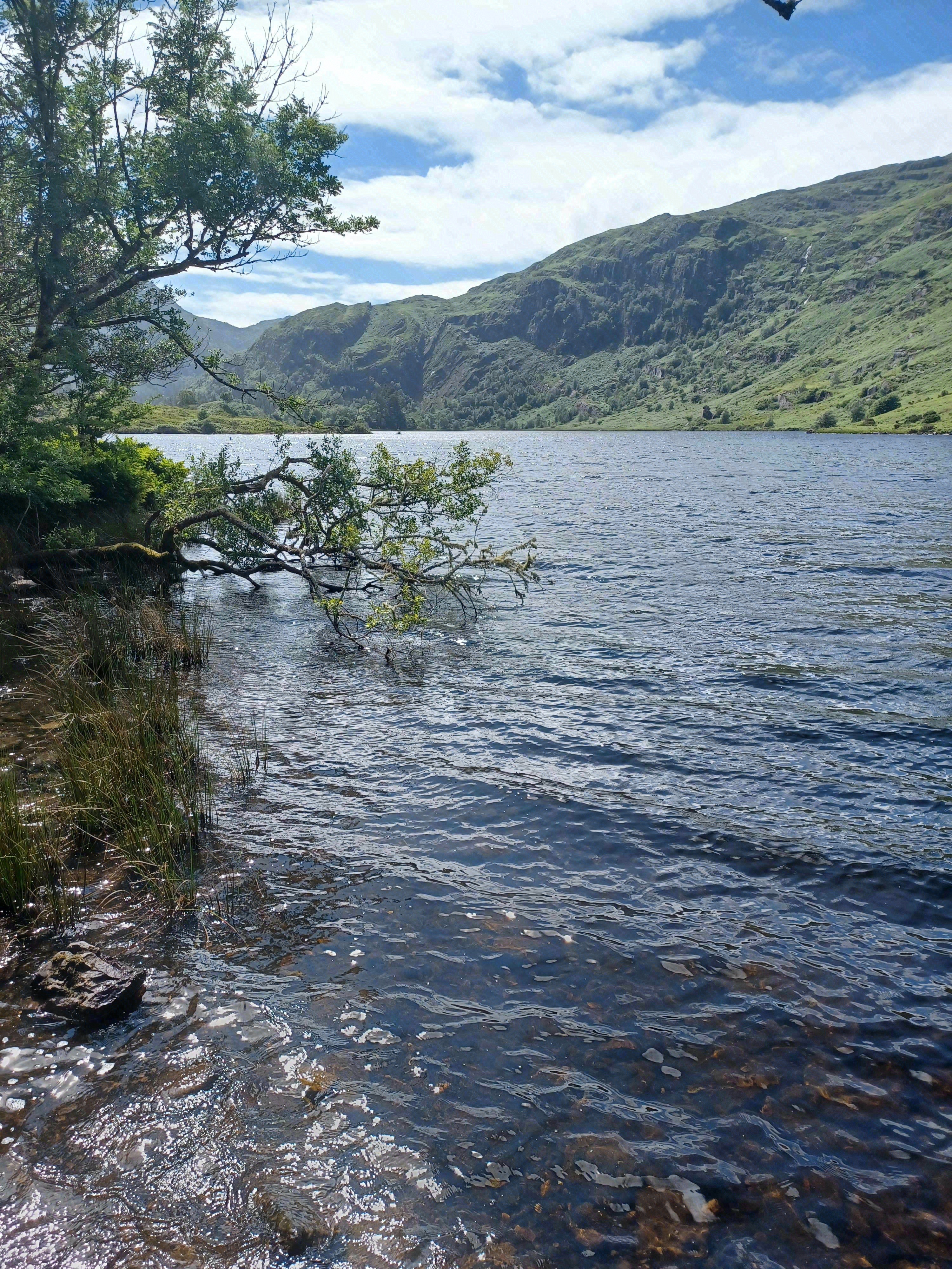 Death Notice of Francis Whelan (New Ross, Wexford) | rip.ie