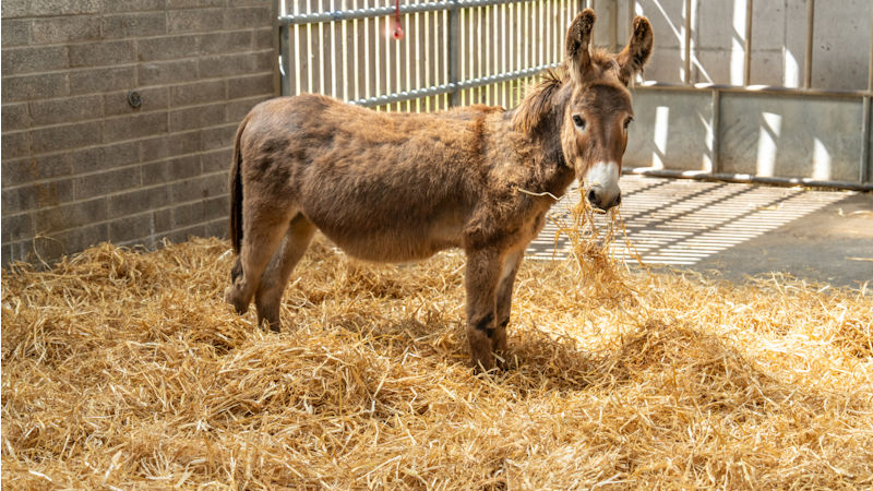The Donkey Sanctuary, Liscarroll, Mallow, Co. Cork | rip.ie