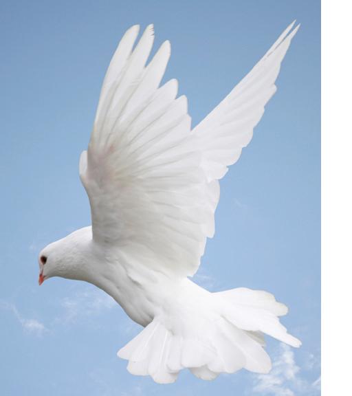 Death Notice of Terry Kelly (snr) (Dundalk, Louth) | rip.ie