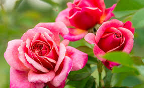 Death Notice of Eamon Price (Dromod, Leitrim) | rip.ie