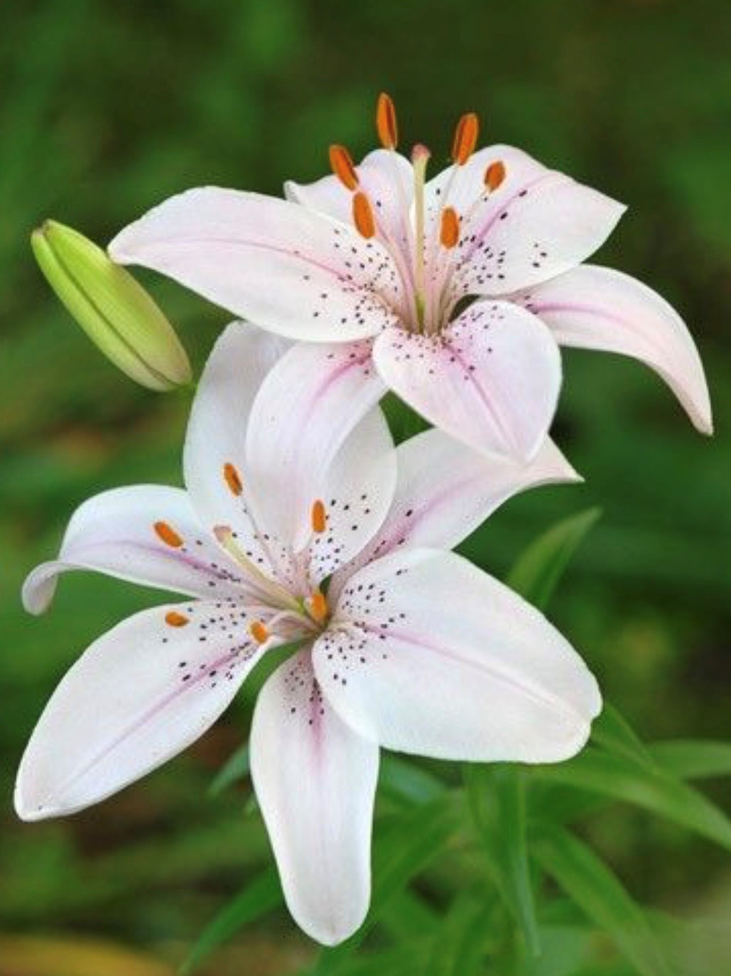 Death Notice of Paddy Gibbons (Portmarnock, Dublin) | rip.ie