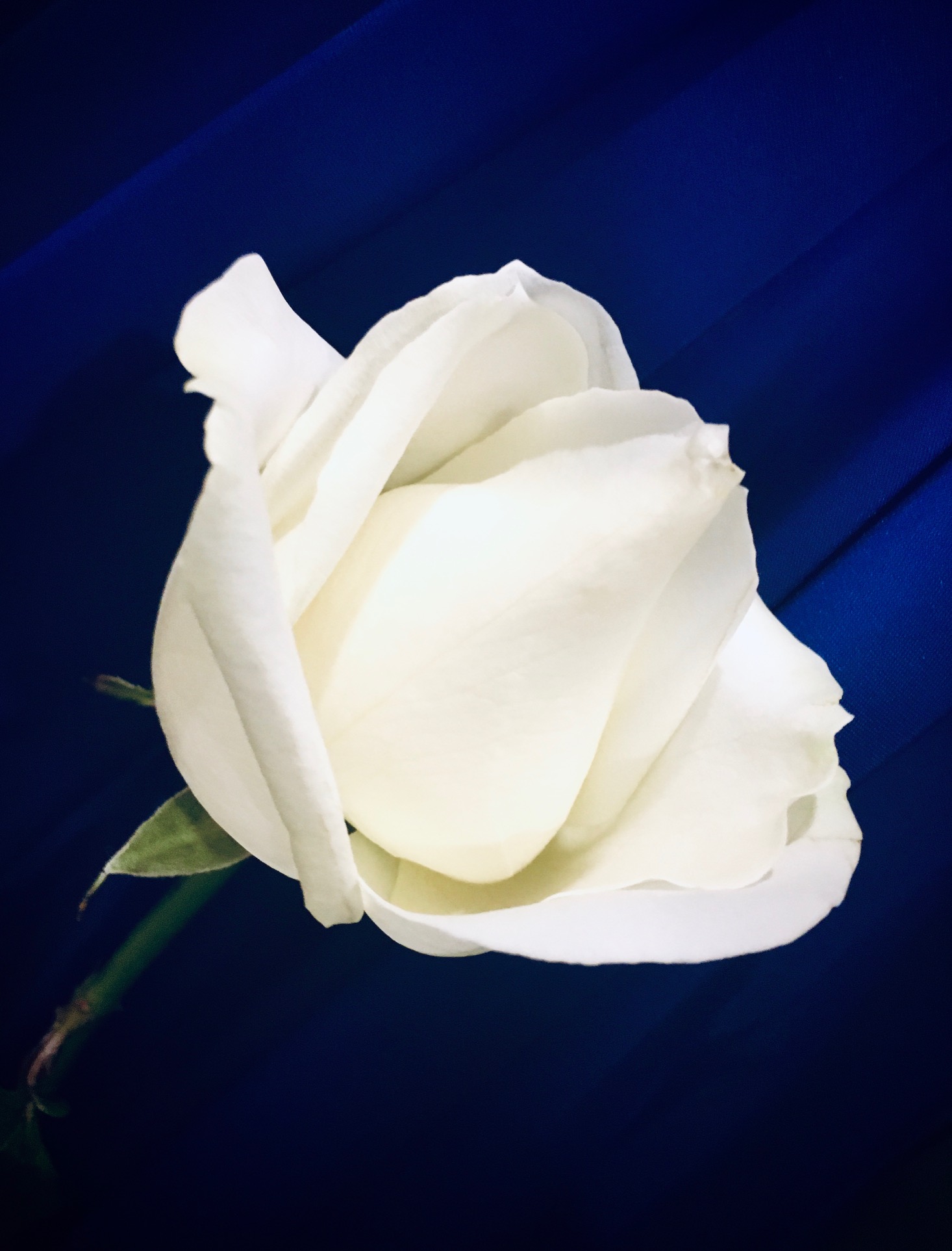 Death Notice of Christine Gleeson (née Wolohan) (Bray, Wicklow) | rip.ie