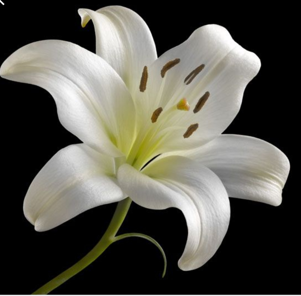 Death Notice of Brigid Lynch (née Hetherton) (Ballyjamesduff, Cavan ...