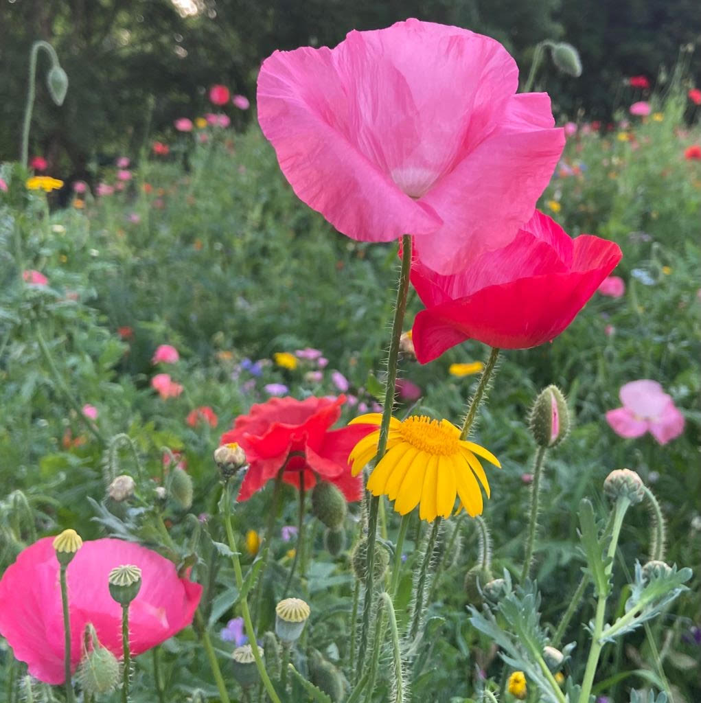Death Notice of Mary Power (Clonmel, Tipperary) | rip.ie