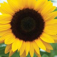 Death Notice of ADELINE HORAN (née KINEHAN) (Nenagh, Tipperary) | rip.ie