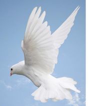 Condolence Book for Declan Murphy (Dundalk, Louth) | rip.ie