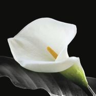 Death Notice of Ruth Dignam (née Goodman) (Rush, Dublin) | rip.ie