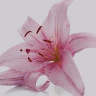 Death Notice of Noreen Murray (née Collins) (Mayfield, Cork) | rip.ie