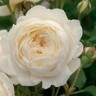 Death Notice of Geraldine Flood (Dundalk, Louth) | rip.ie