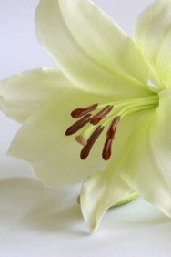 Death Notice of Michael Heaphy (Knocknaheeny, Cork) | rip.ie