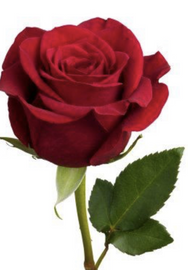 Death Notice of Rose McMahon (née Duncan) (Castleblayney, Monaghan ...