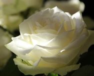 Condolence Book for Edith Bermingham (Fermoy, Cork) | rip.ie